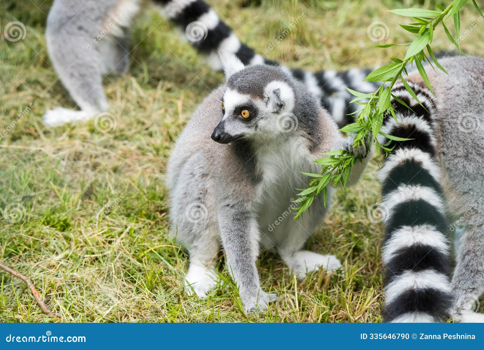 Ring Tailed Lemur with Long, Black and White Ringed Tail Stock Photo - Image of adorable ...