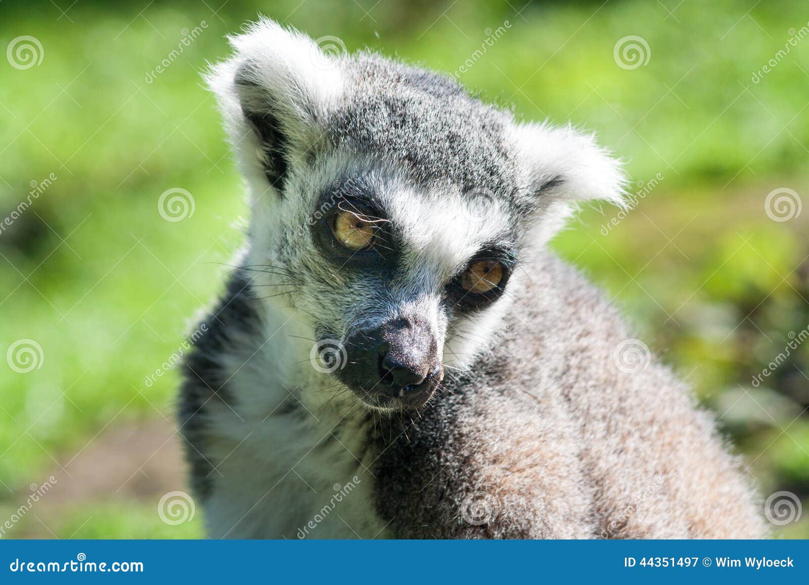 Ring-tailed lemur stock image. Image of madagascar, tailed - 44351497