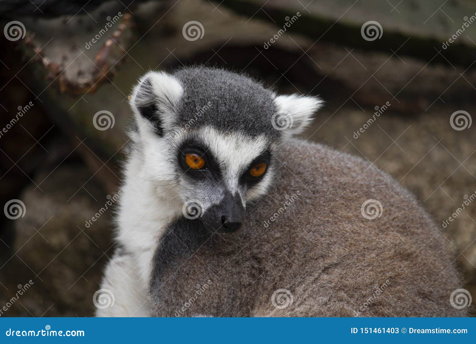 Ring-tailed Lemur Looking To His Side Stock Image - Image of beautiful ...
