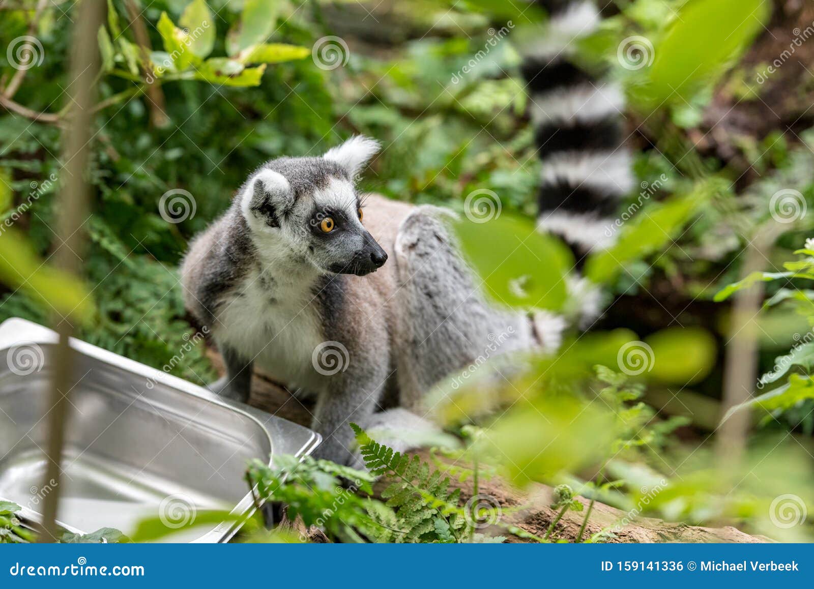 Ring-tailed Lemur Looks Around with Fright Stock Photo - Image of pairi ...