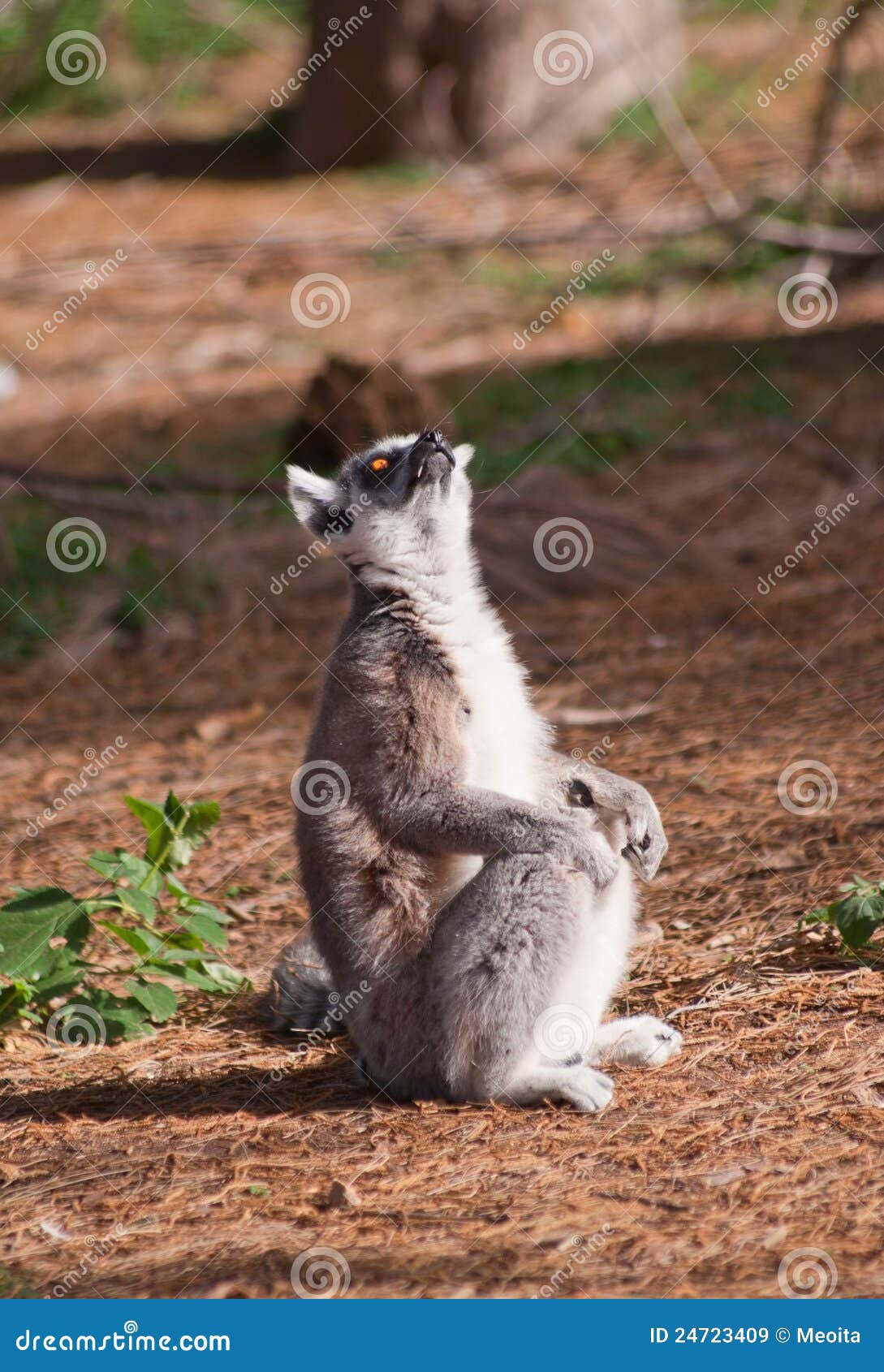 Ring-tailed lemur looks up stock image. Image of dream - 24723409