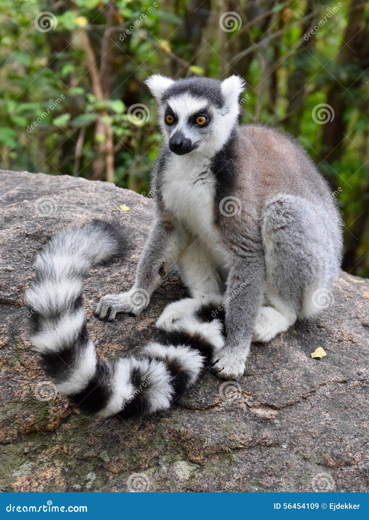 Ring-tailed Lemur, Madagascar Stock Image - Image of lemuridae, true ...