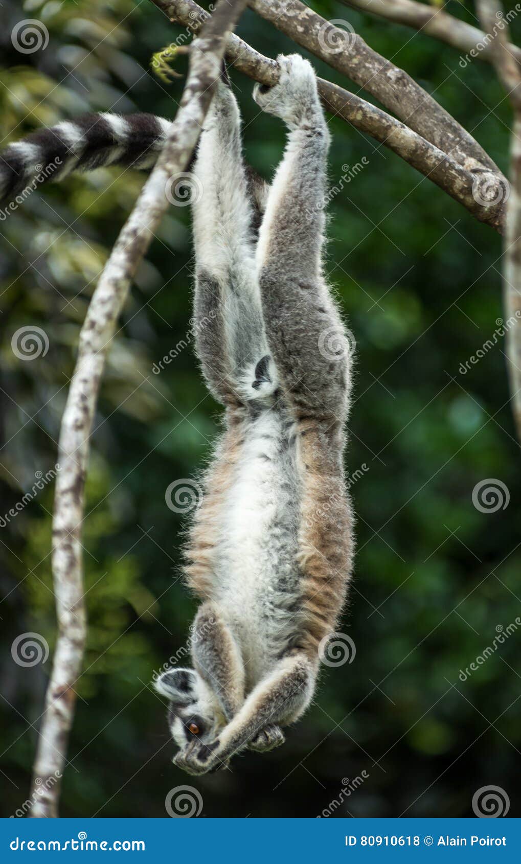 Ring Tailed Lemur in Madagascar Stock Photo - Image of tree, africa ...