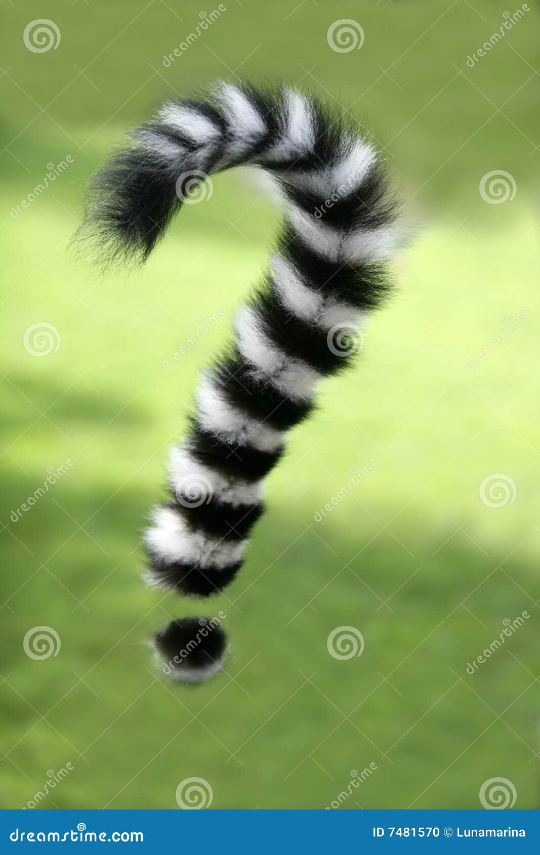 Monkey Question Mark Tail Photos - Free & Royalty-Free Stock Photos ...