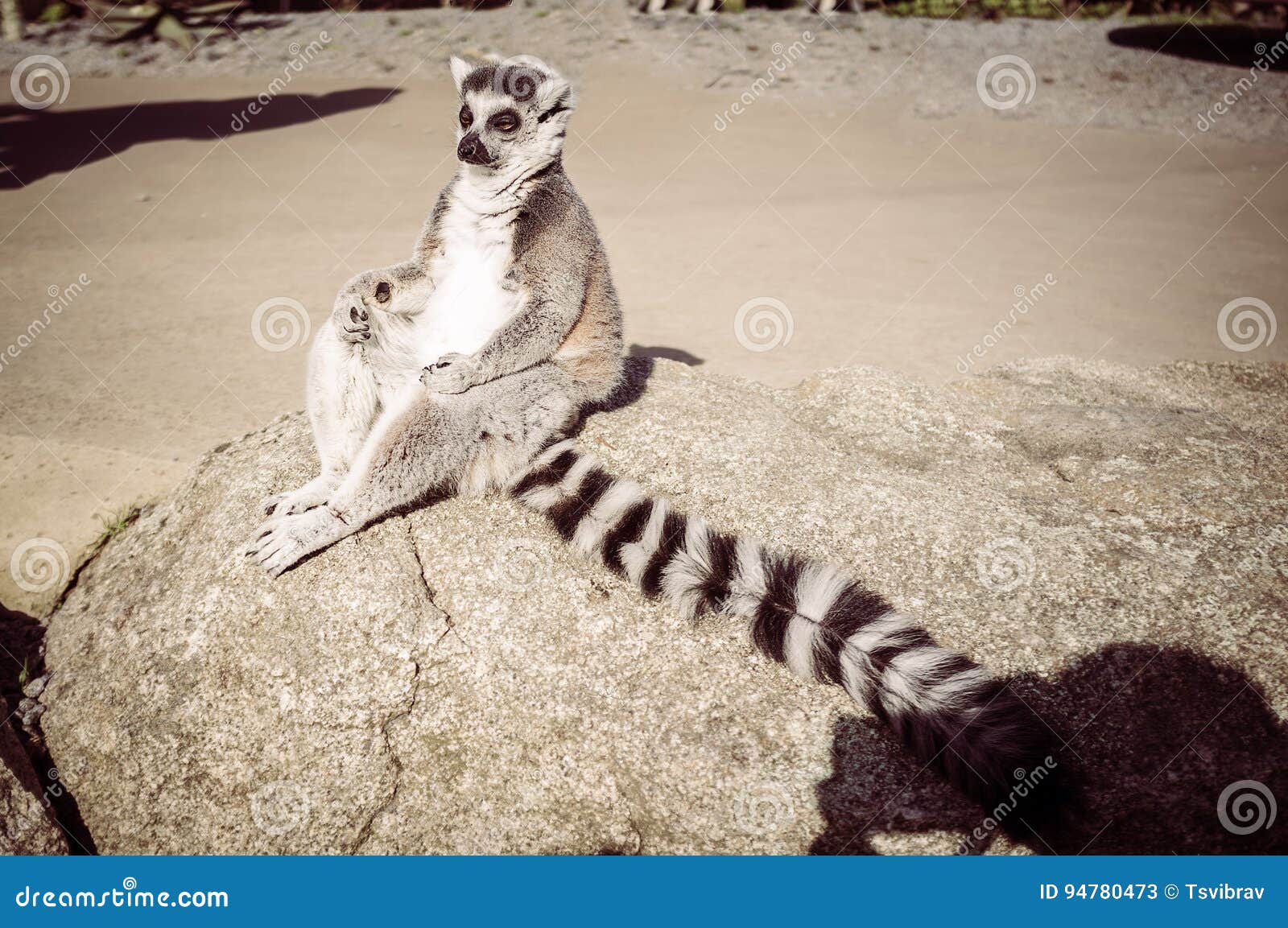 Ring Tailed Lemur Meditating. Wisdom and Contemplation Concept Wi Stock ...