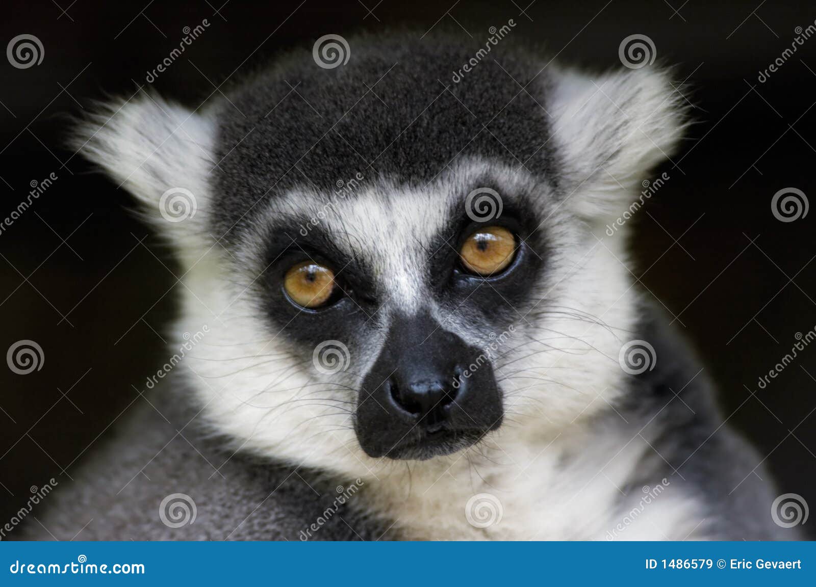 Ring-tailed lemur monkey stock image. Image of captive - 1486579