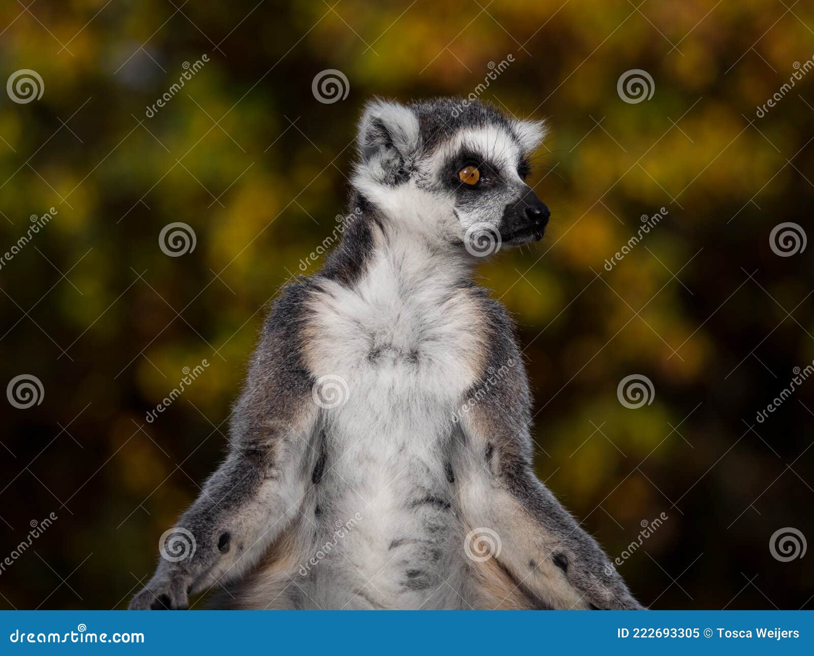 Ring-tailed Lemur Monkey Looking Around Stock Image - Image of mammal ...