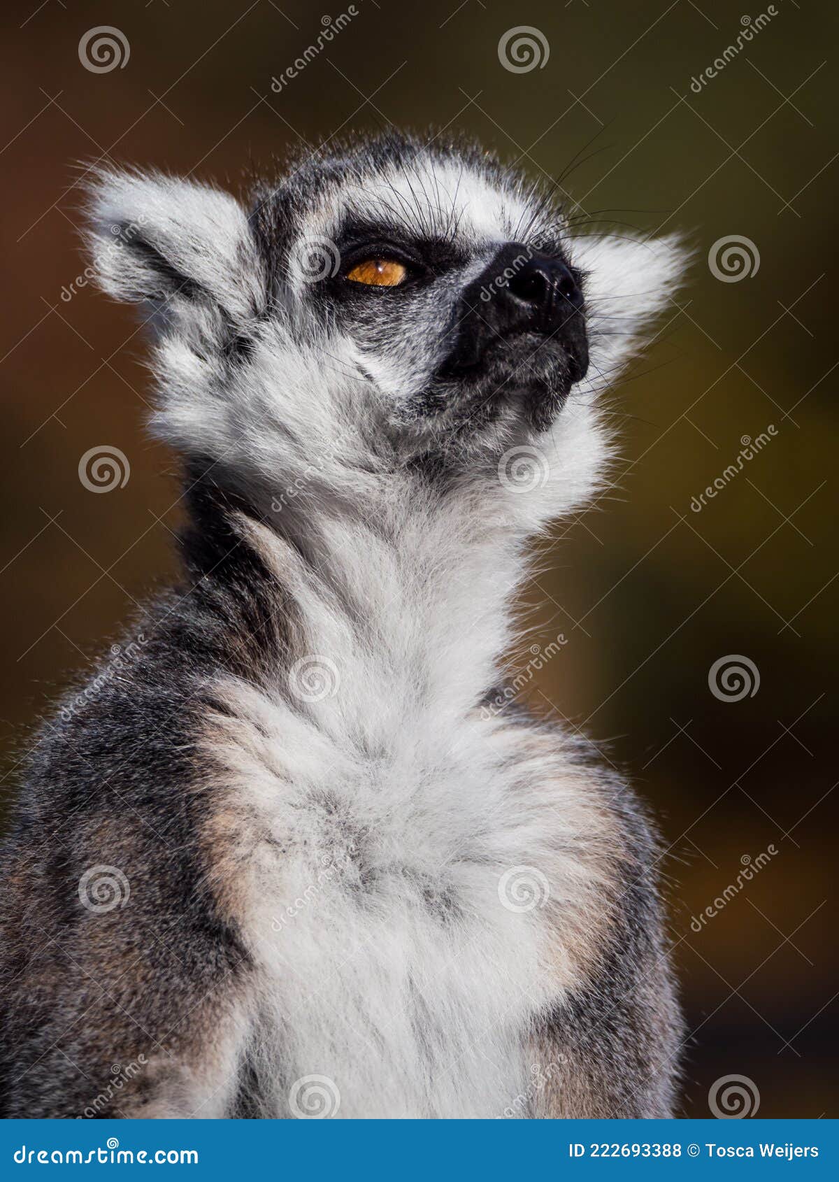Ring-tailed Lemur Monkey Looking Around Stock Photo - Image of primate ...