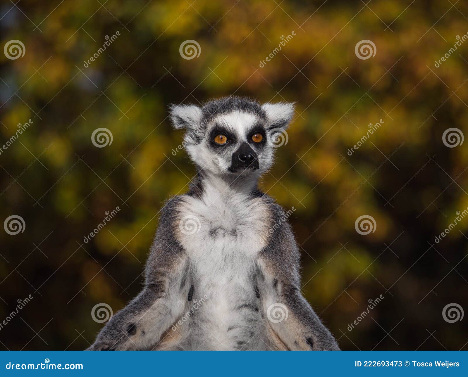 Ring-tailed Lemur Monkey Looking Around Stock Image - Image of watching ...