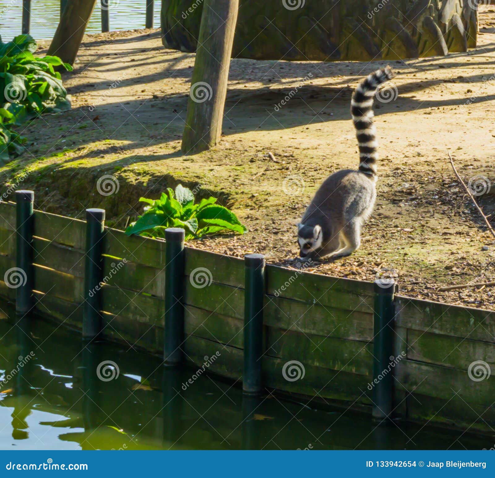 Ring Tailed Lemur Monkey Raising His Tail and Sniffing the Ground at ...