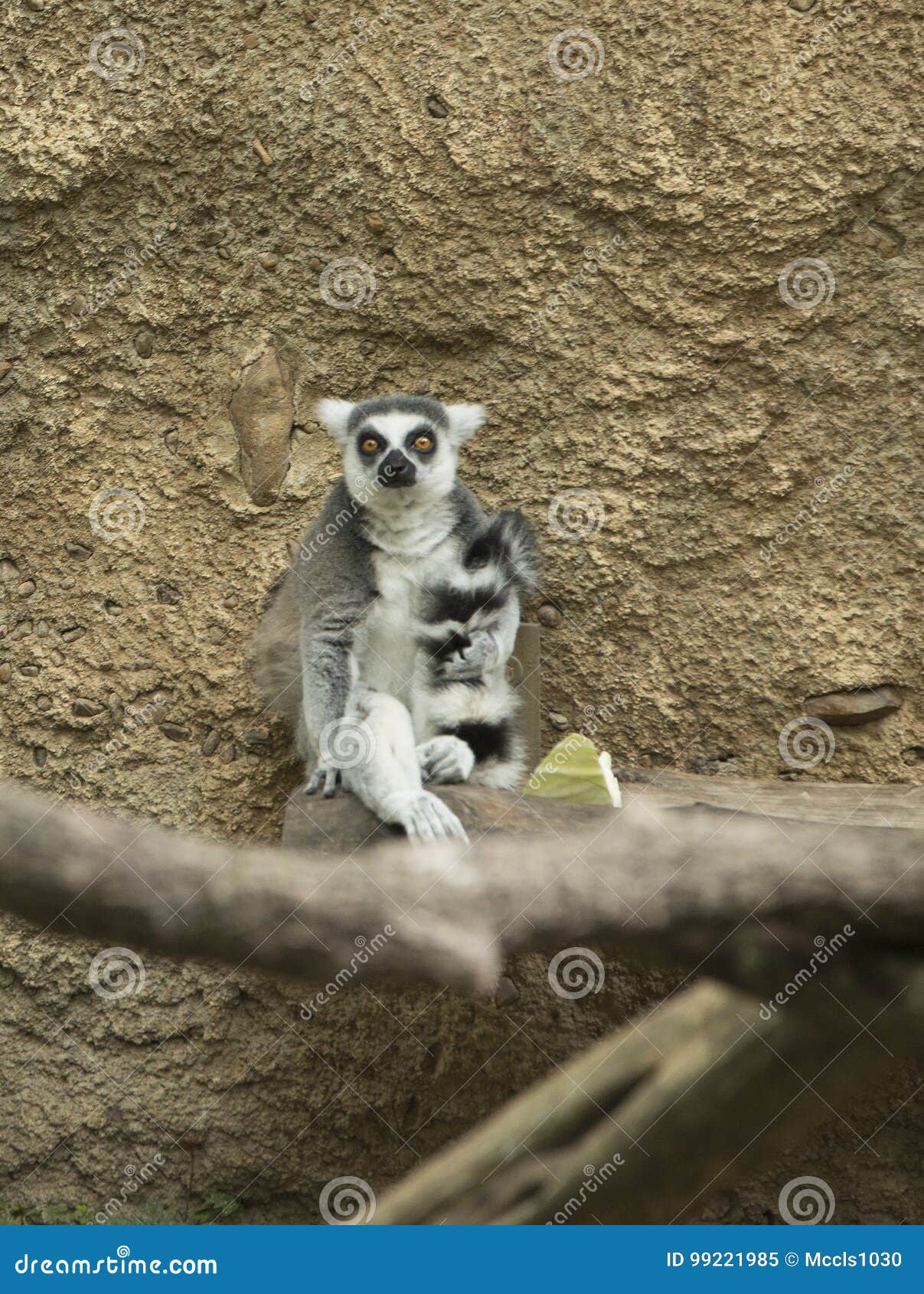 Ring tailed lemur stock image. Image of texas, bone, houston - 99221985