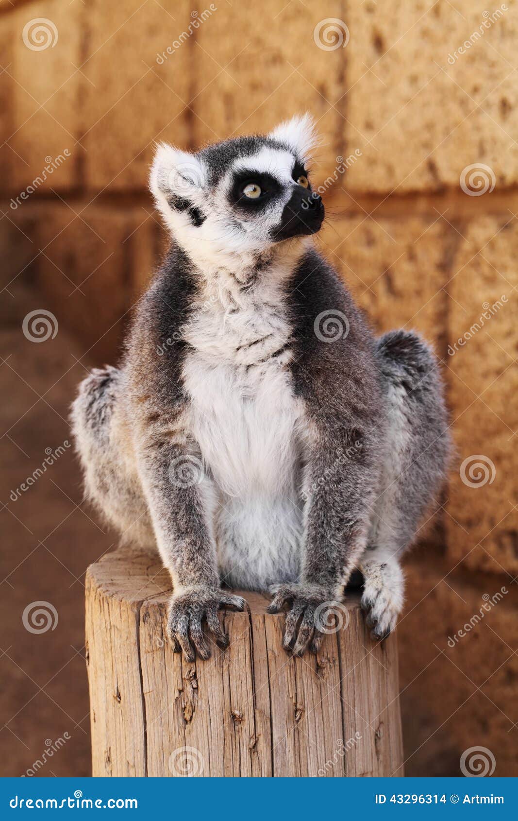 Ring-tailed lemur monkey stock photo. Image of animal - 43296314