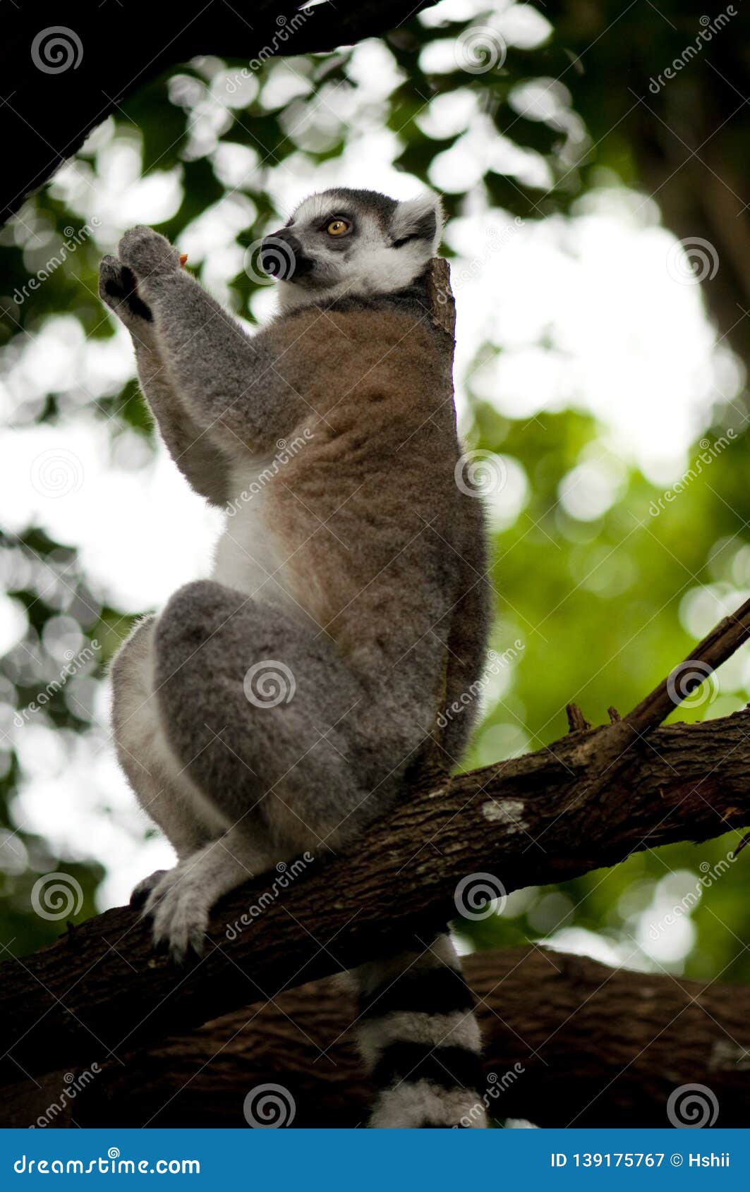 Ring-tailed Lemur Monkey on Tree Branch Stock Image - Image of monkey ...
