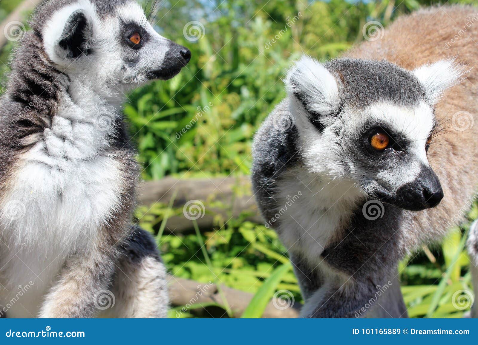 Ring-tailed Lemur Monkeys stock image. Image of tender - 101165889