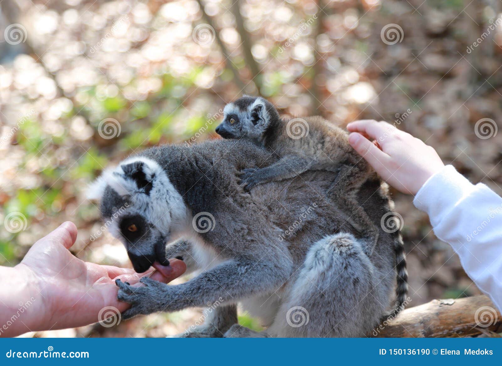 Mother of a Ring-tailed Lemur with a Baby on Her Back is Sitting on a ...