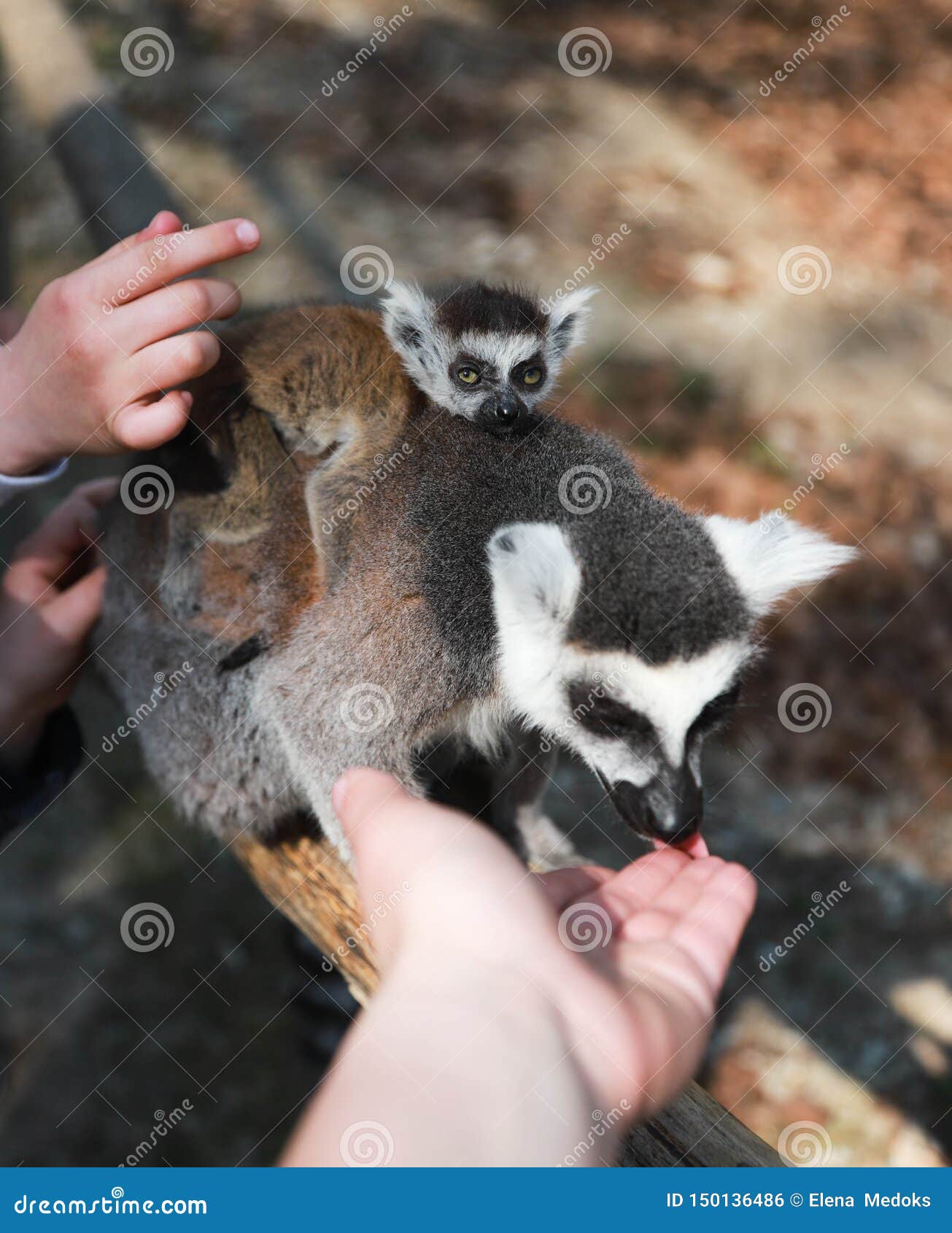 Ring-tailed Lemur Mother with Baby on the Back Stock Photo - Image of ...