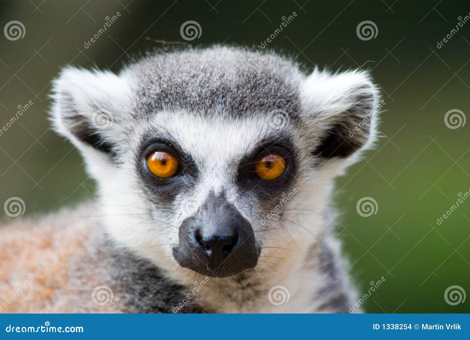 Ring tailed lemur portrait stock photo. Image of madagascar - 1338254