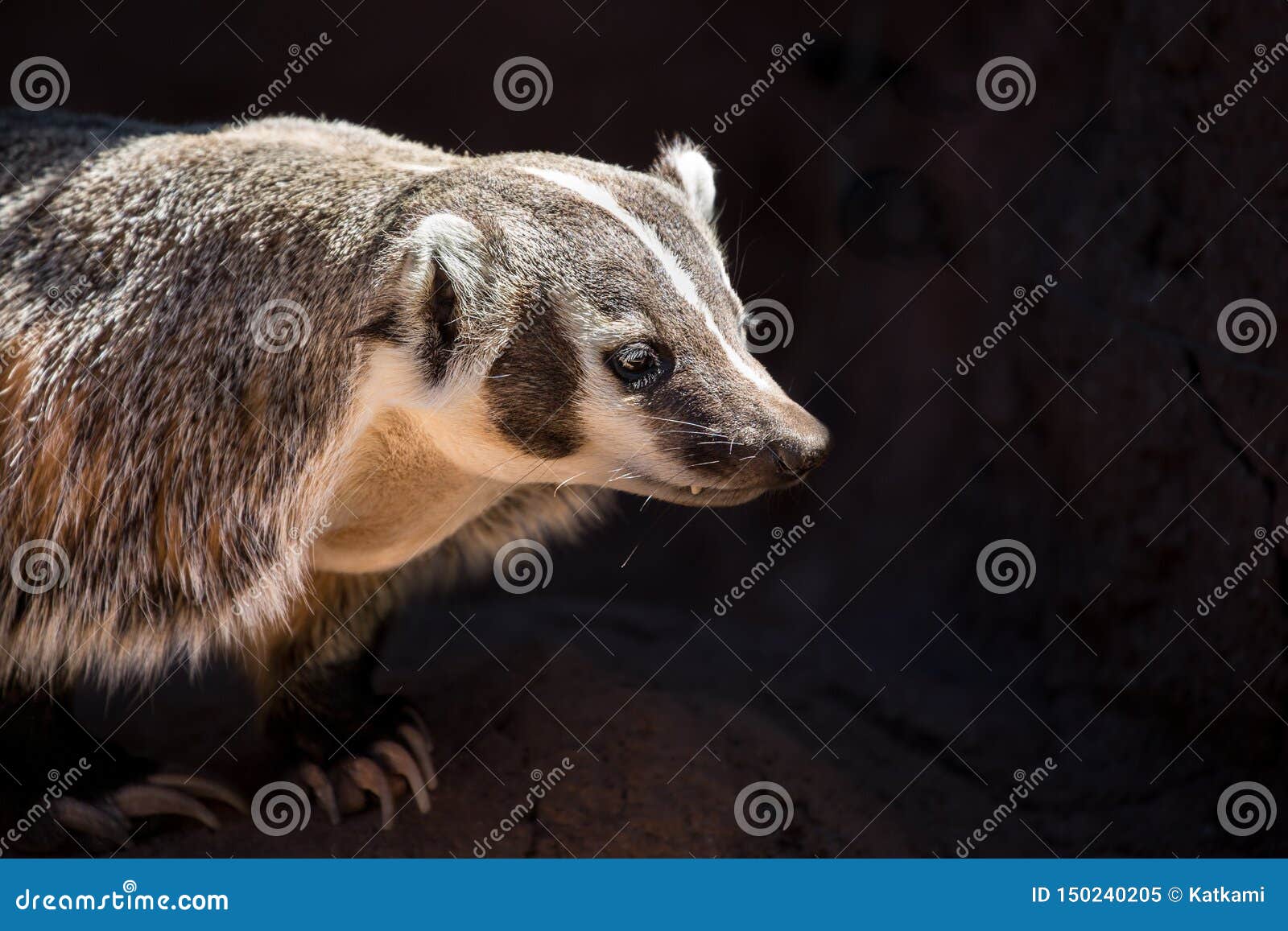 Ring-tailed Lemur Portrait with Black Background Stock Image - Image of ...
