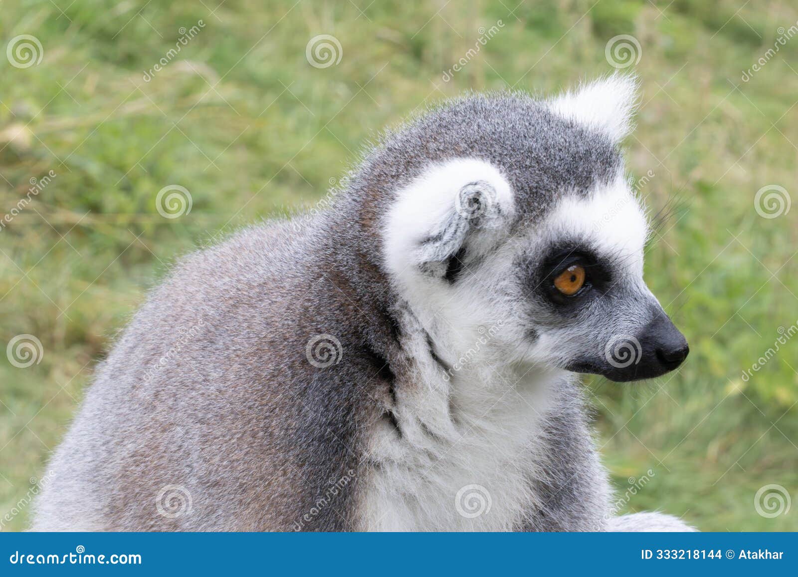 Ring tailed lemur stock photo. Image of gorilla, chimpanzee - 333218144