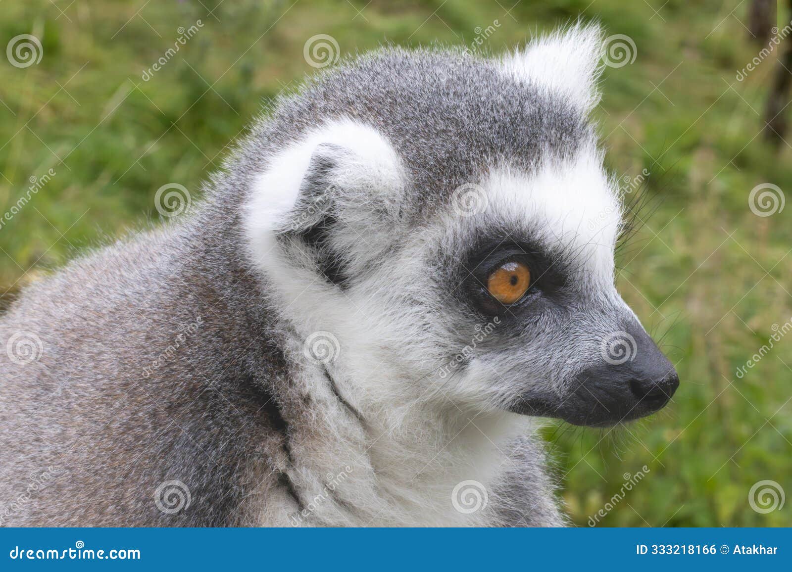 Ring tailed lemur stock photo. Image of monkey, lemur - 333218166