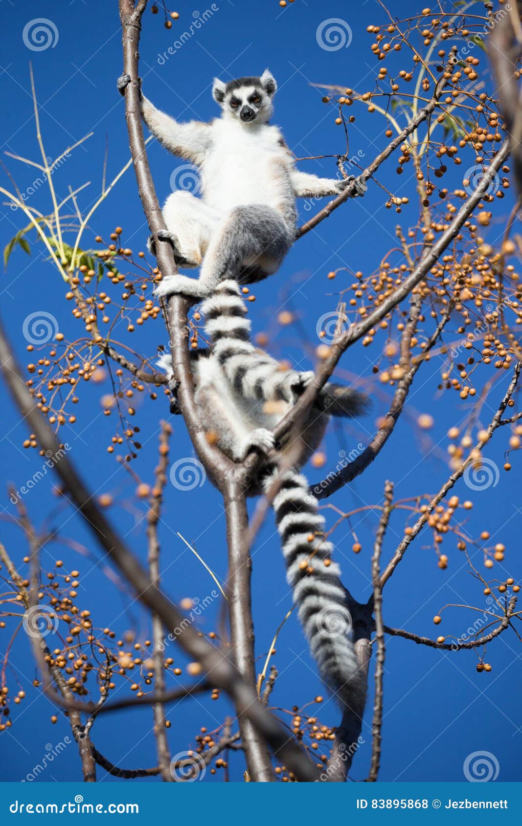 Ring-tailed Lemur Sitting on Branches Stock Photo - Image of blue ...