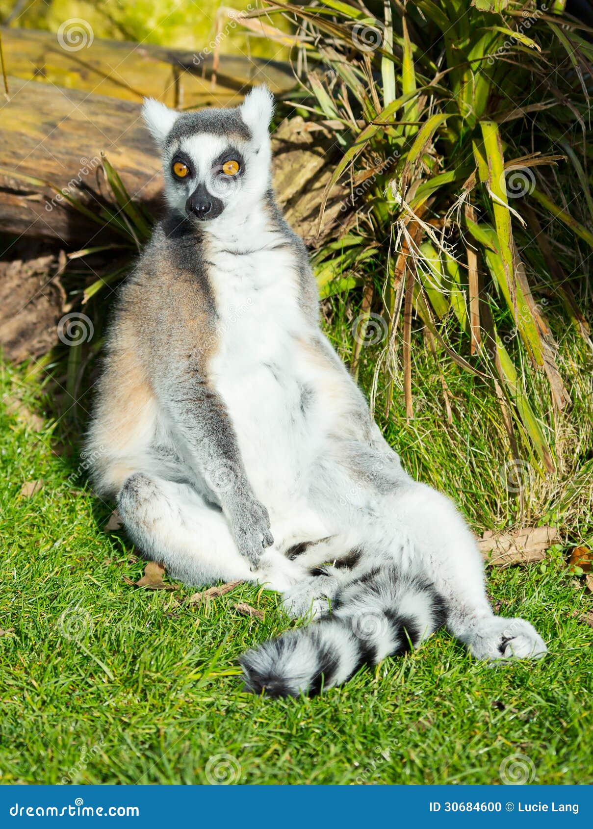 Ring-tailed Lemur Sitting on the Grass Stock Photo - Image of tail ...