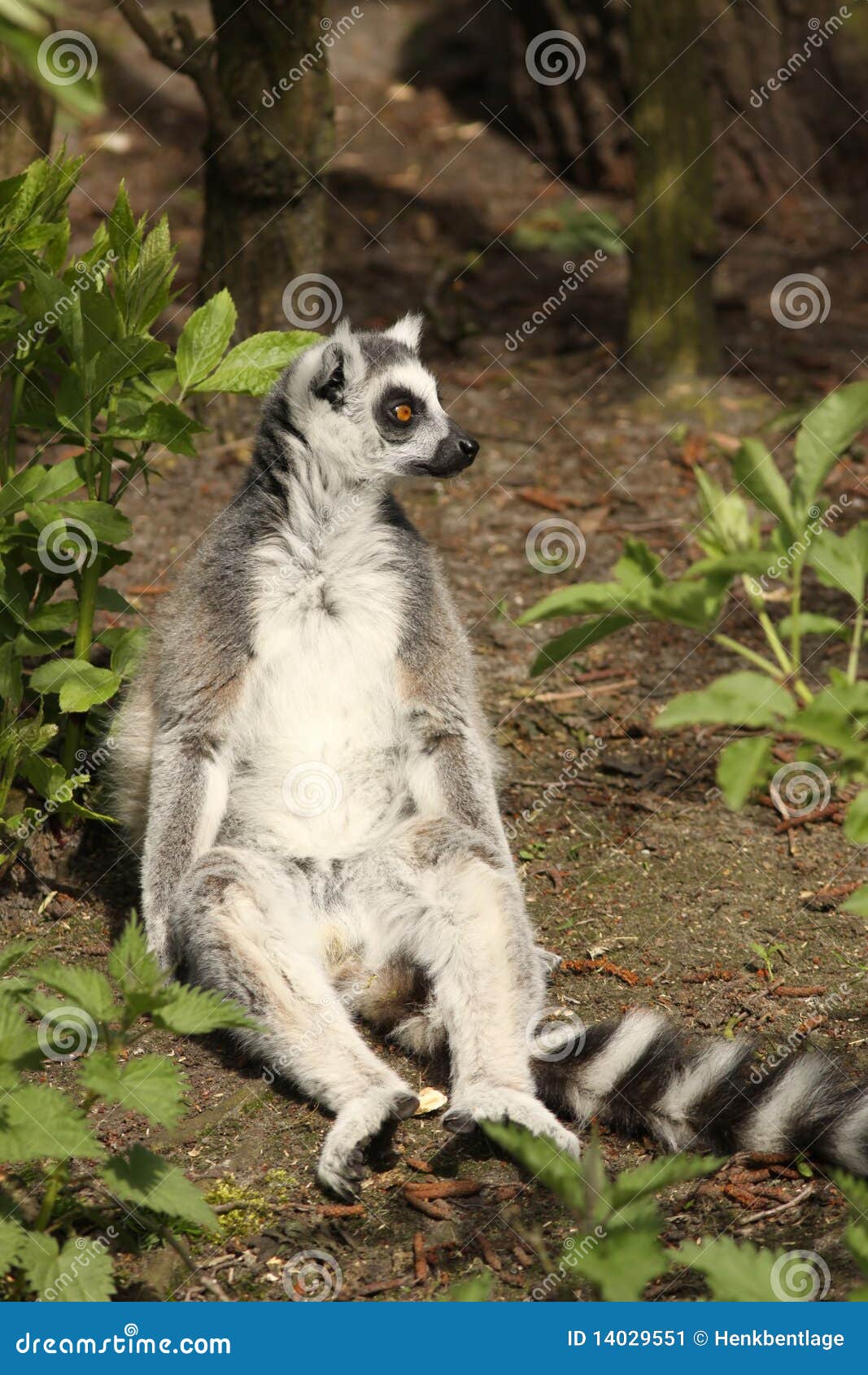 Ring-tailed Lemur Sitting on the Ground Stock Image - Image of white ...