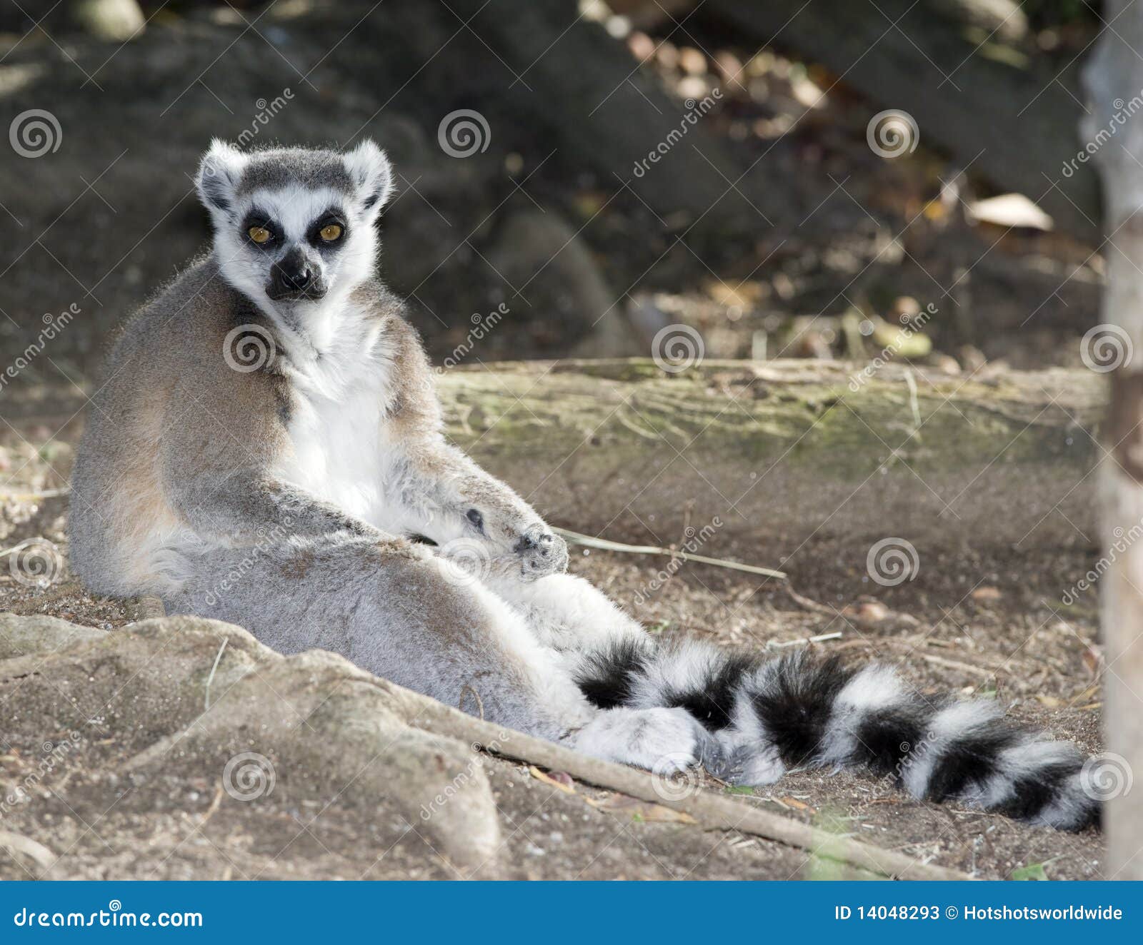 Ring Tailed Lemur Sitting on Ground, Madagascar Stock Image - Image of ...