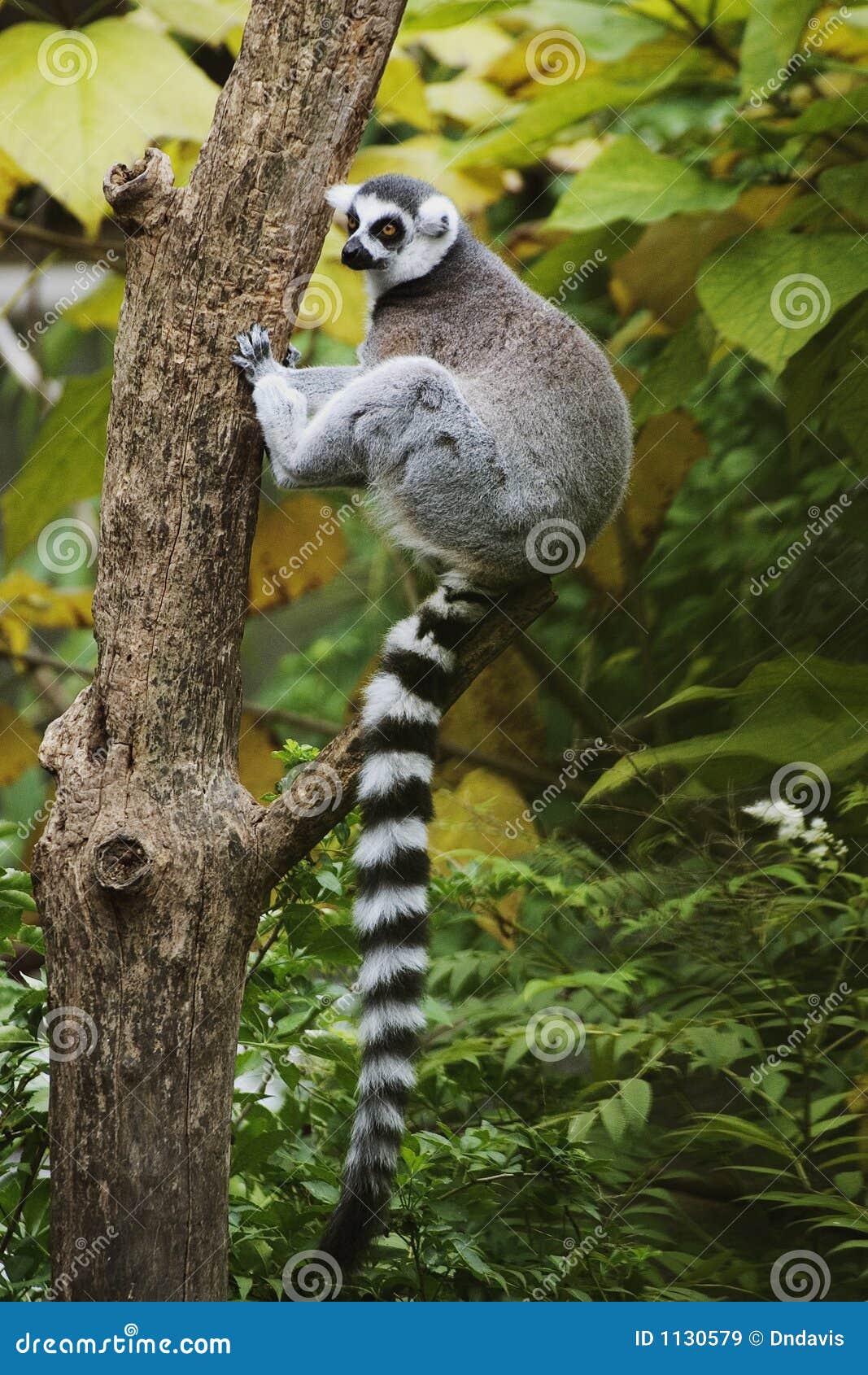Ring-tailed Lemur Sitting In Tree Stock Image - Image: 1130579