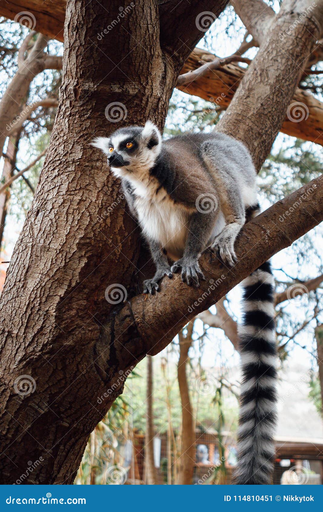 Ring-tailed Lemur on a Tree Stock Image - Image of mouth, primate ...
