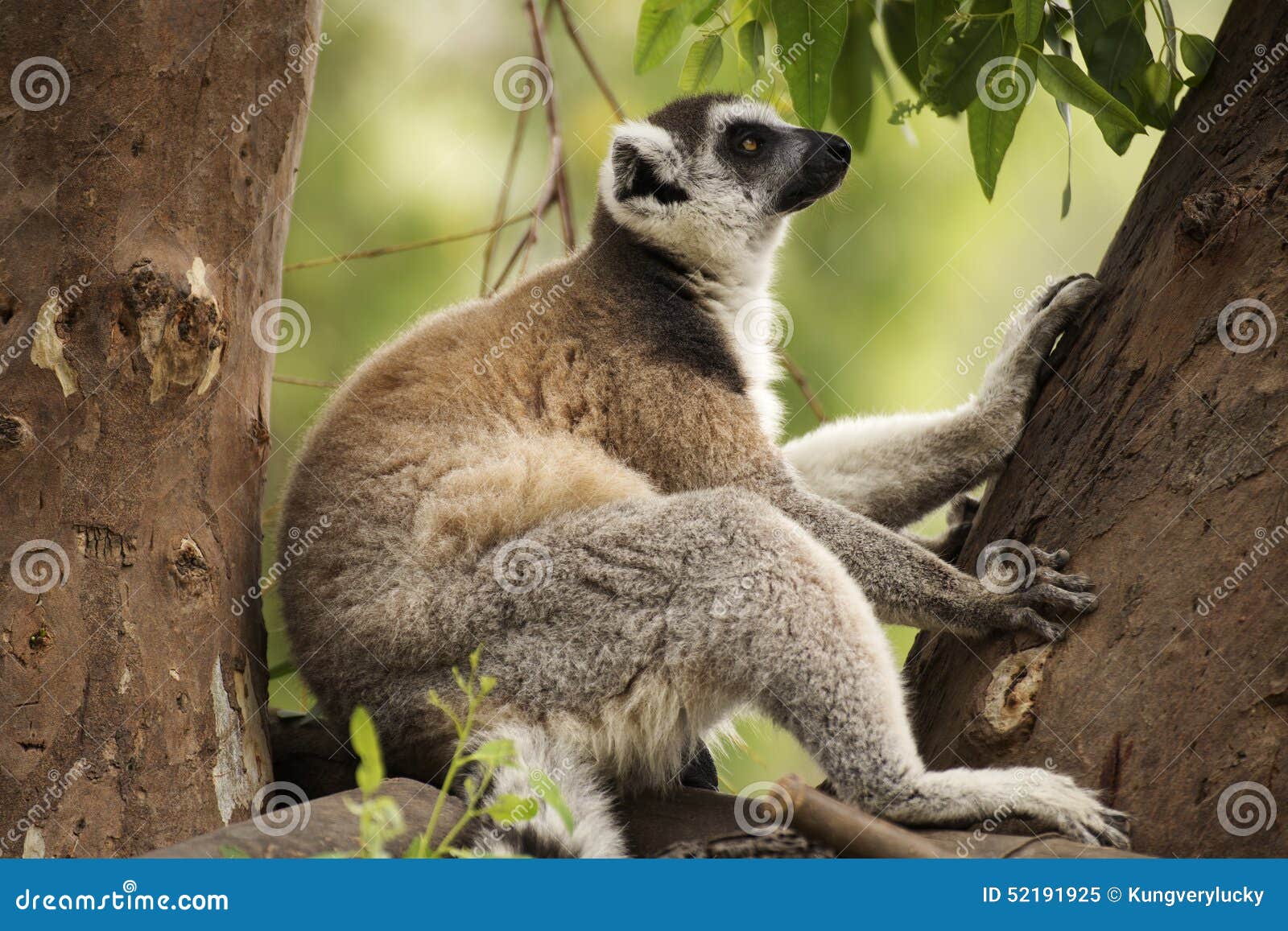 Ring-tailed lemur sitting stock image. Image of park - 52191925
