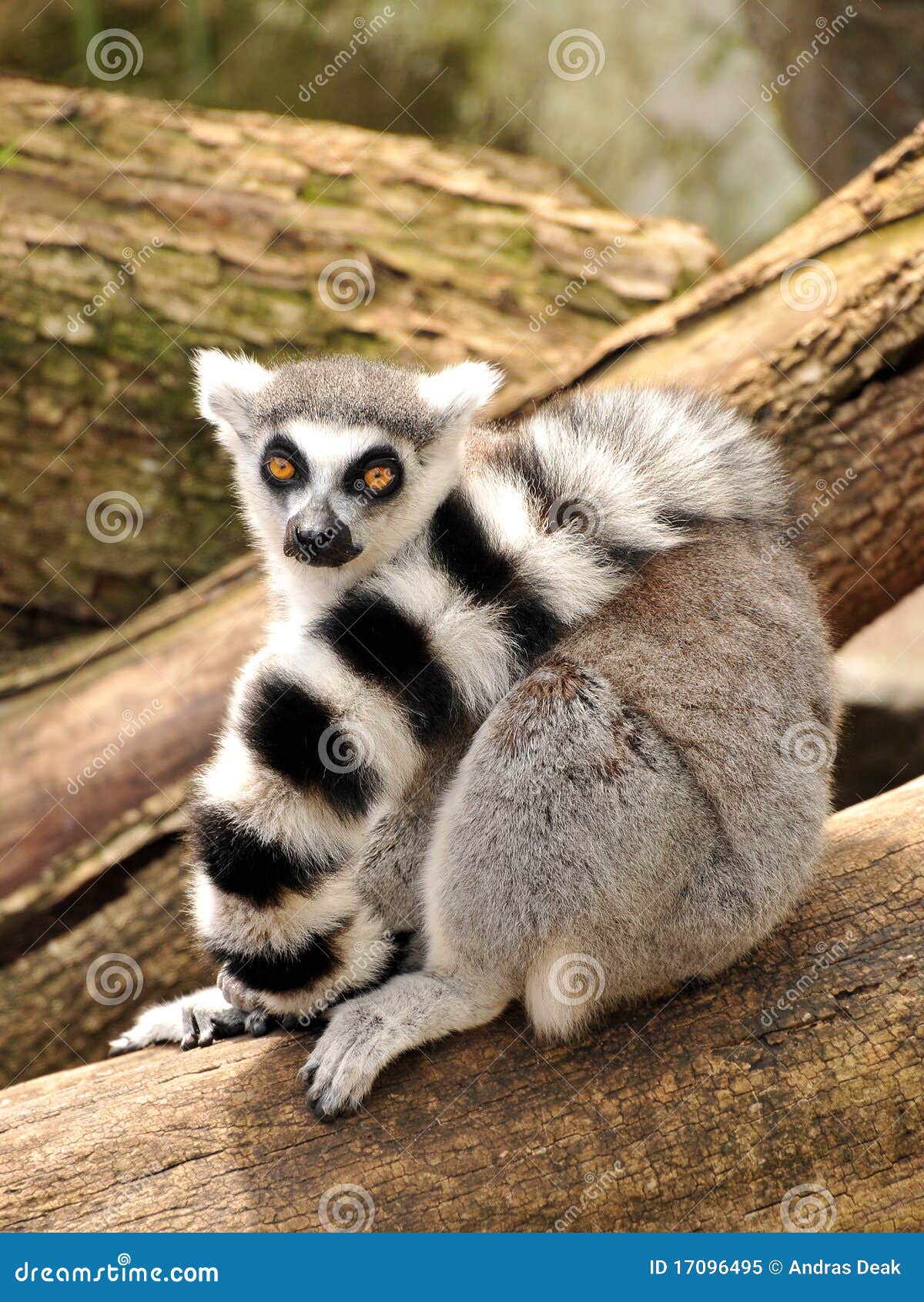 Lemur On The Tree Branch During The Night. Night Lemur In Madagacar ...