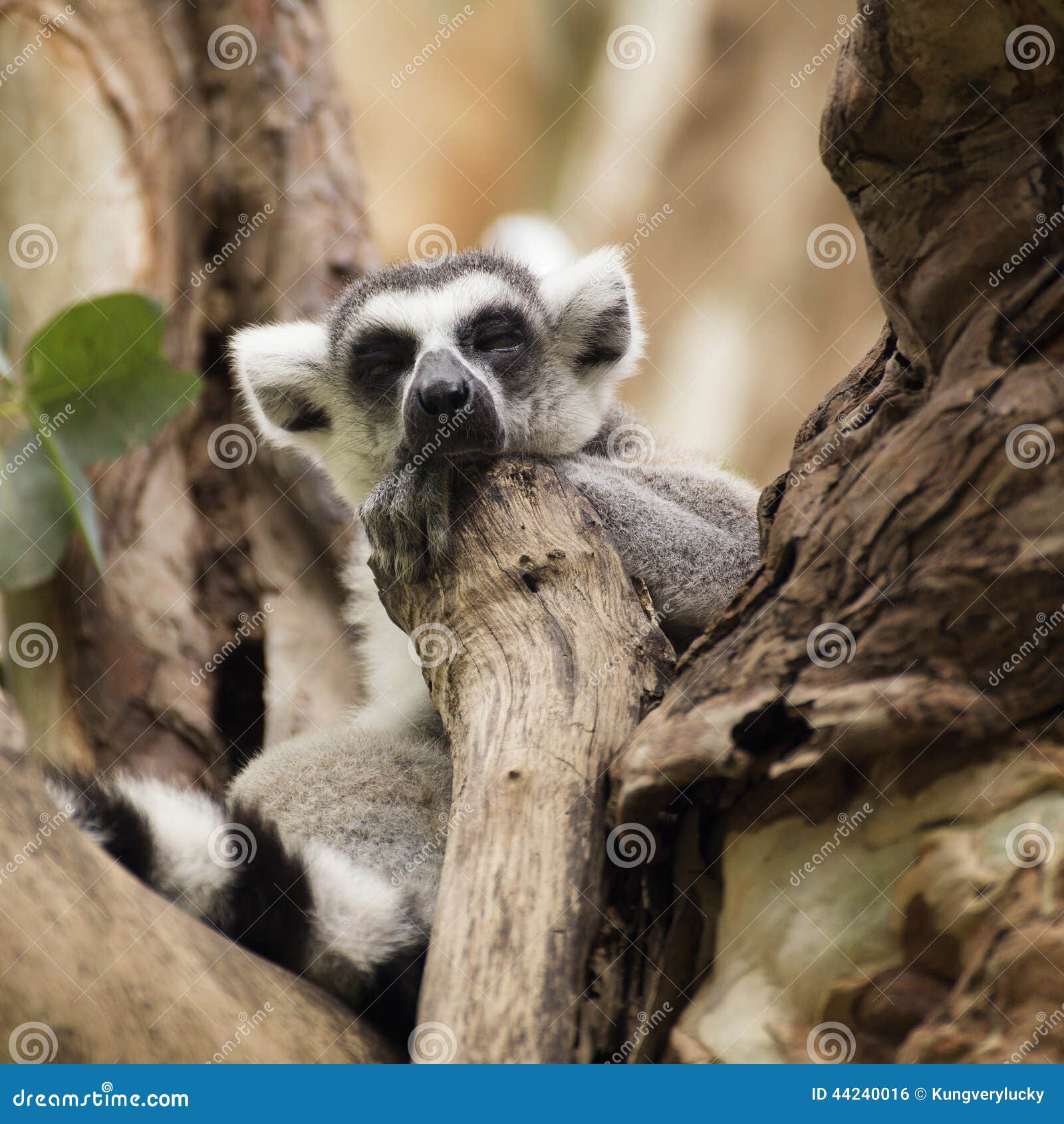 Ring-tailed lemur sleeping stock photo. Image of reinstalled - 44240016
