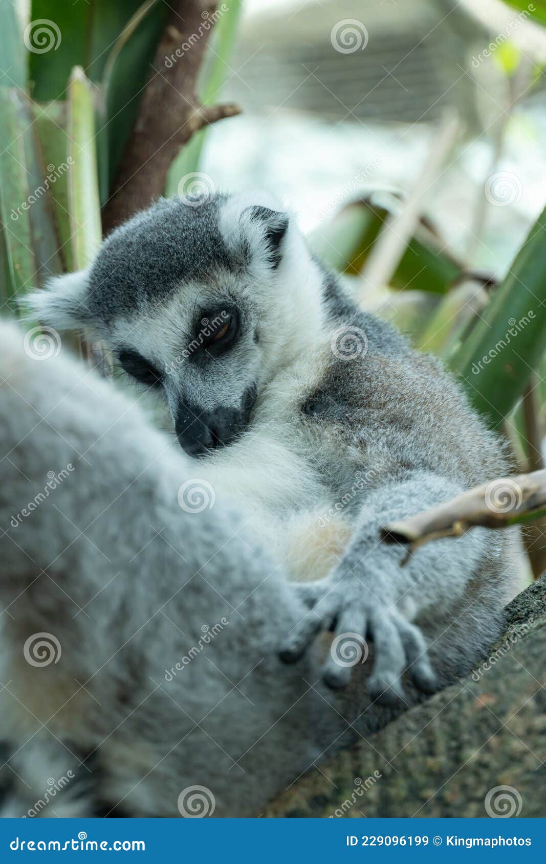 A Ring-tailed Lemur Sleeping Up Close Lemur Catta in the Madagascar ...
