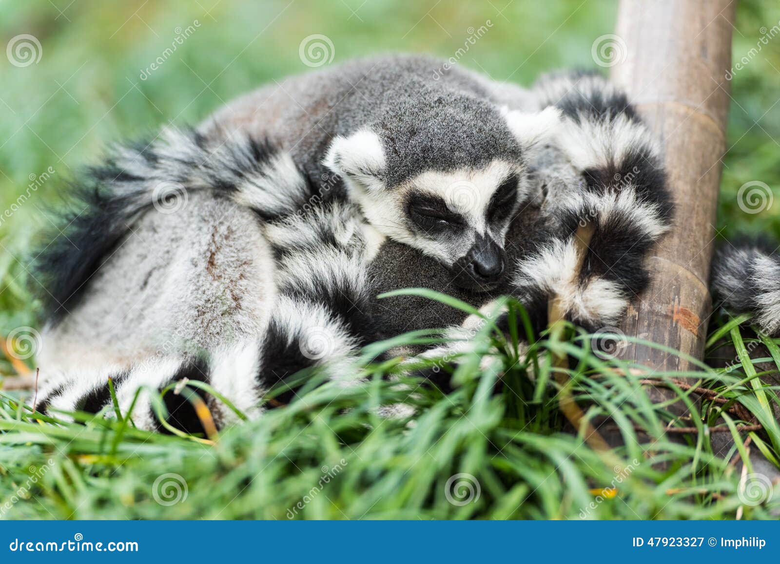 Ring-tailed lemur stock image. Image of mammal, madagascar - 47923327