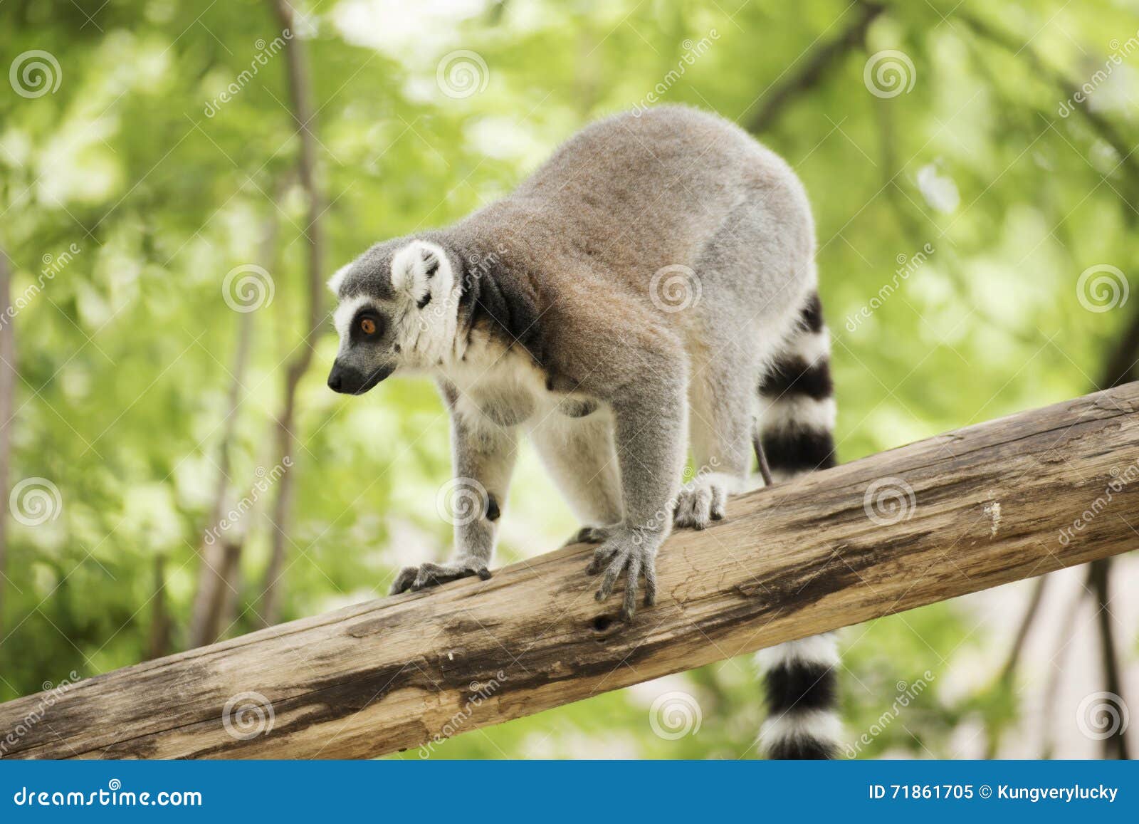 Ring-tailed lemur standing stock image. Image of ring - 71861705