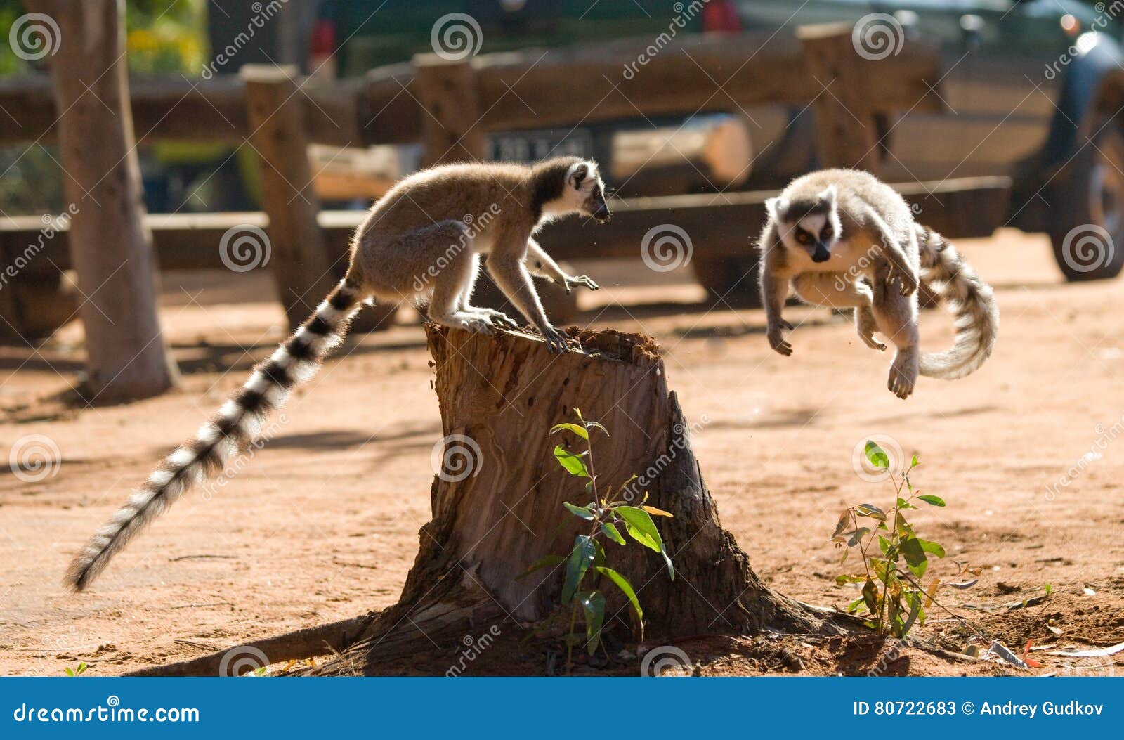 Ring-tailed Lemur at the Time of the Jump. Madagascar Stock Image ...