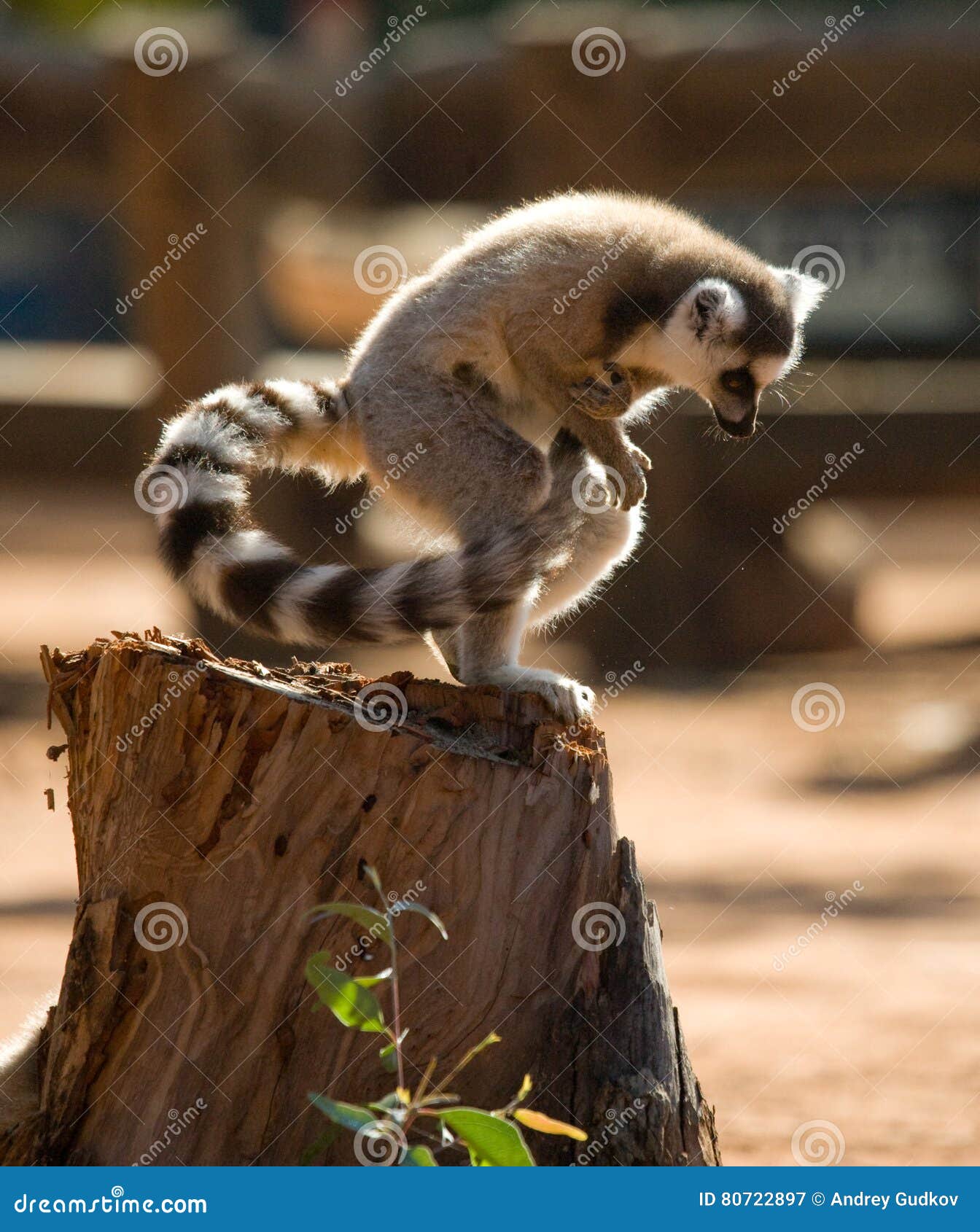 Ring-tailed Lemur at the Time of the Jump. Madagascar Stock Image ...