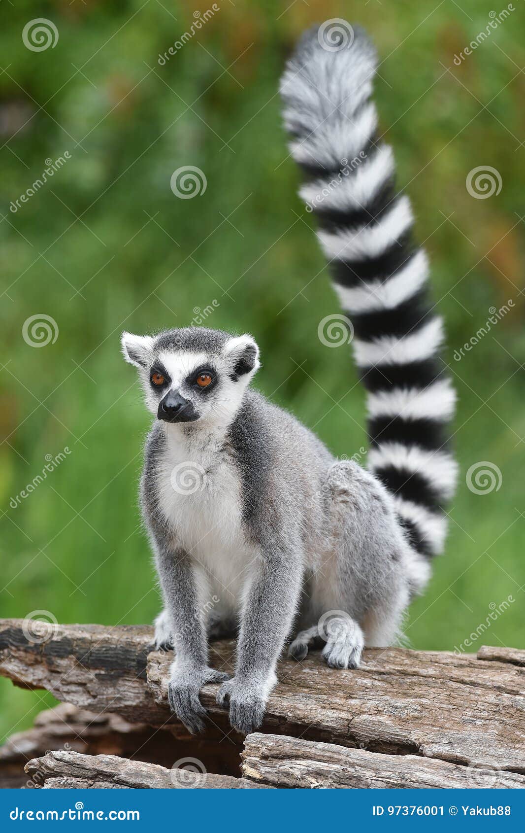 Ring-tailed lemur stock image. Image of grey, zoological - 97376001