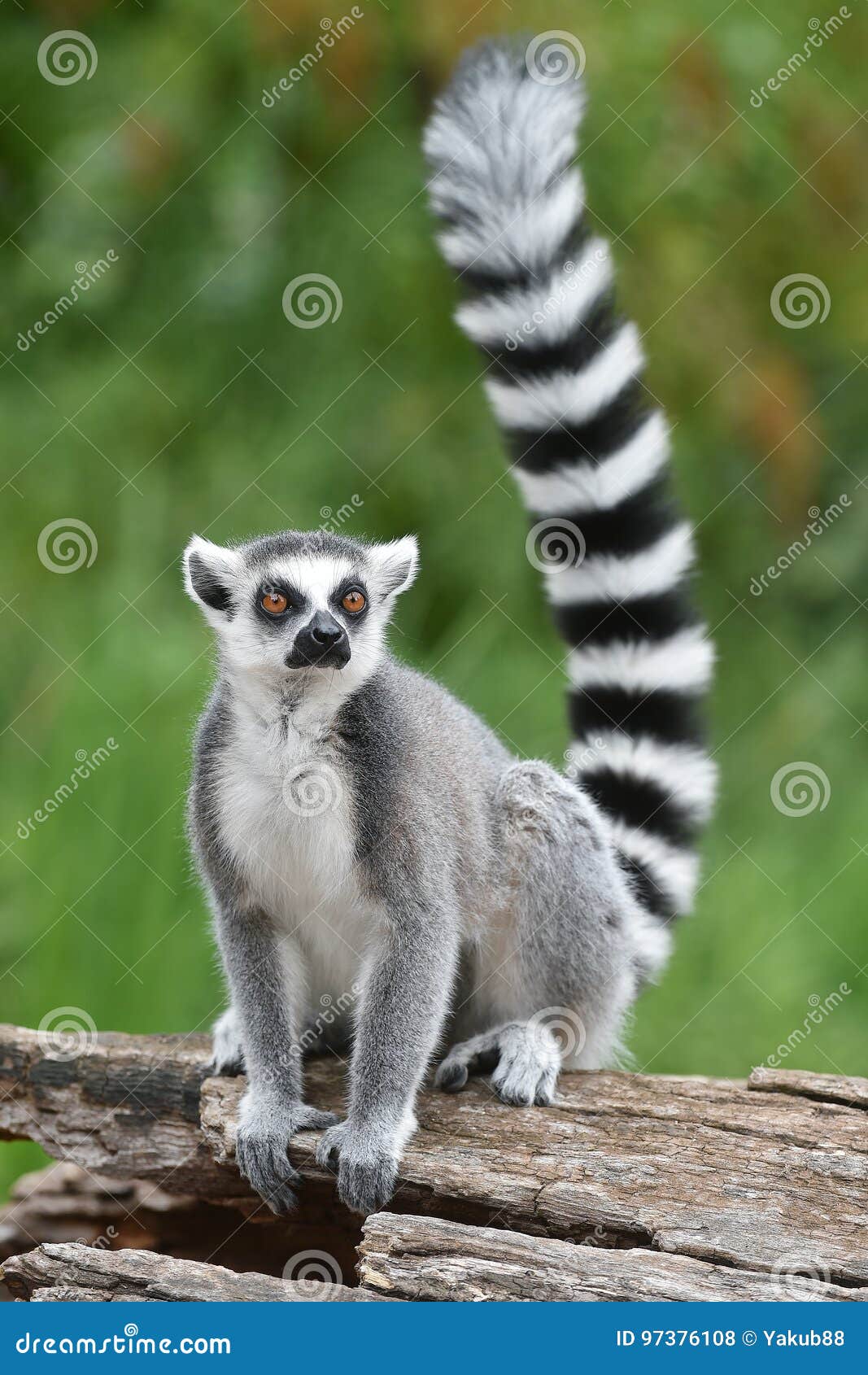 Ring-tailed lemur stock photo. Image of mammal, ringtailed - 97376108