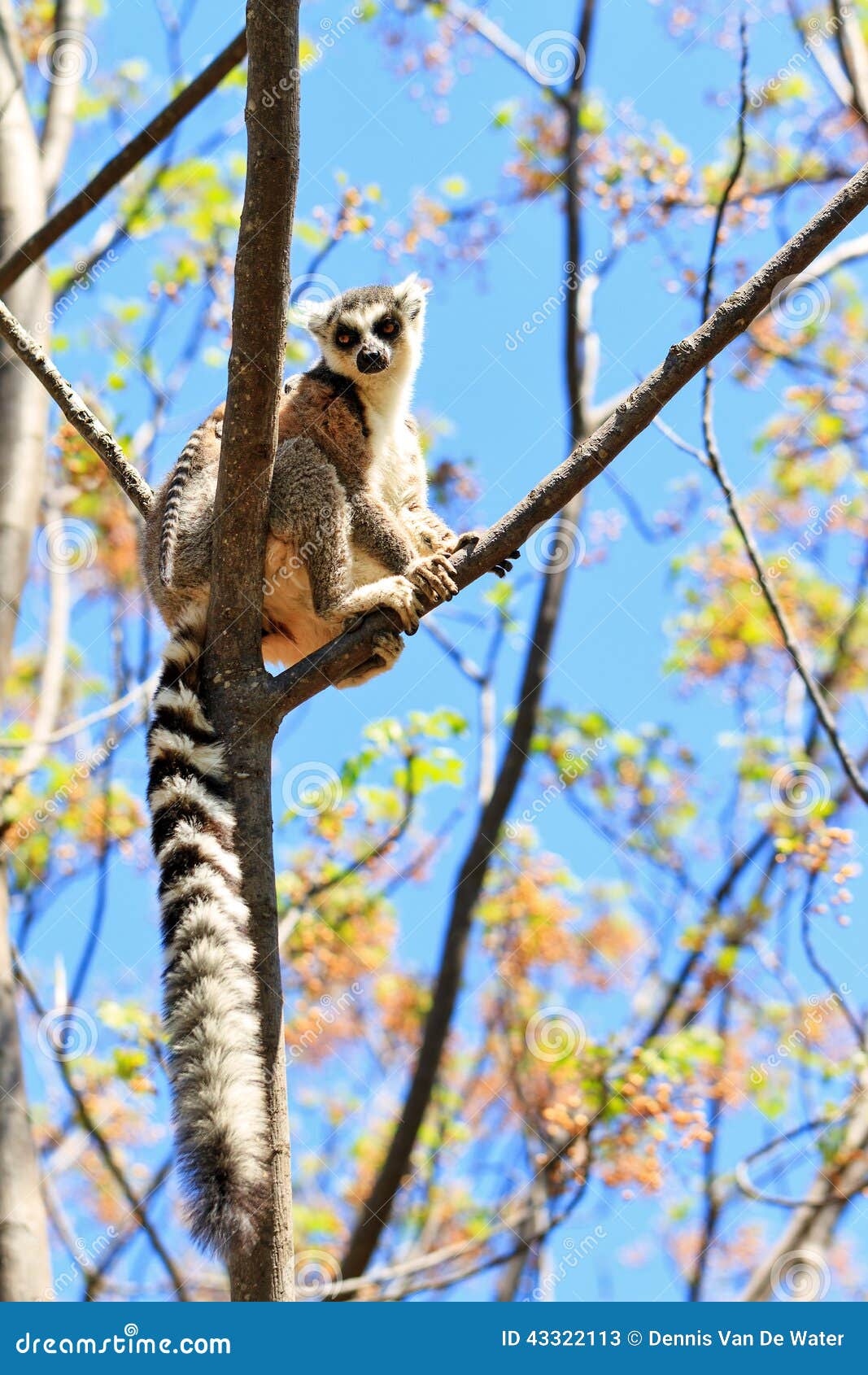 Ring-tailed lemur in tree stock image. Image of primate - 43322113