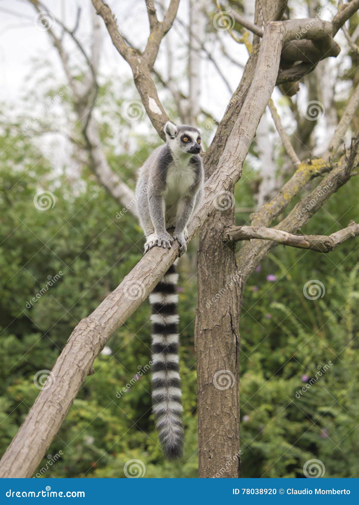 Ring-tailed lemur on tree stock photo. Image of primate - 78038920