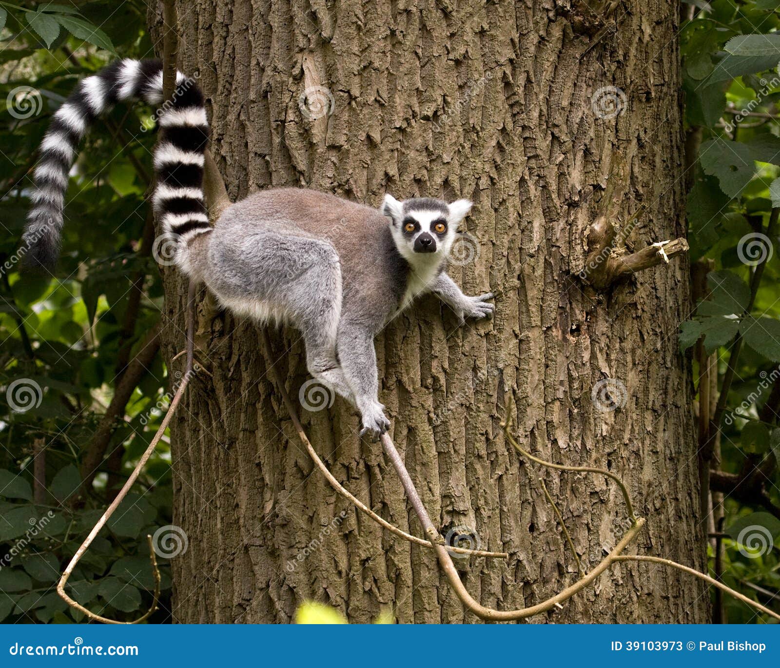 Ring Tailed Lemur On A Tree Royalty-Free Stock Photography ...