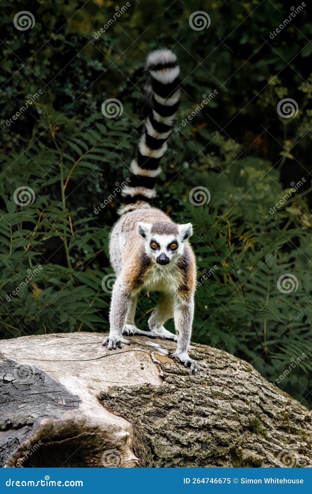 Ring Tailed Lemur Standing on a Fallen Tree Trunk. Stock Image - Image ...