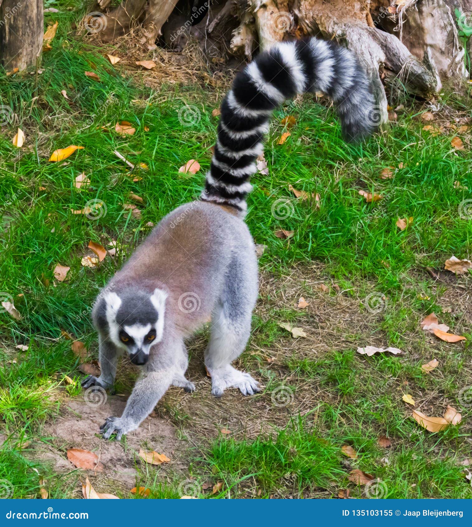 Ring Tailed Lemur Walking in a Defensive Pose, a Tropical Endangered ...