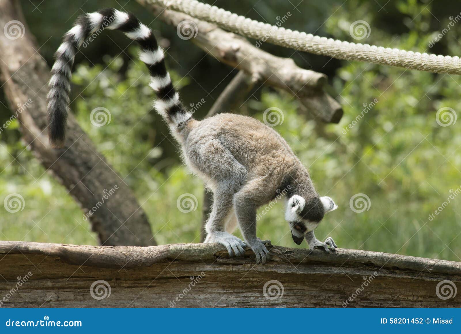 Ring-tailed Lemur stock photo. Image of grass, madagaskar - 58201452