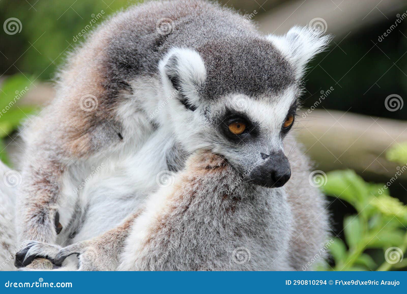 Ring-tailed Lemur - Zoo - France Stock Photo - Image of lemur, tailed ...