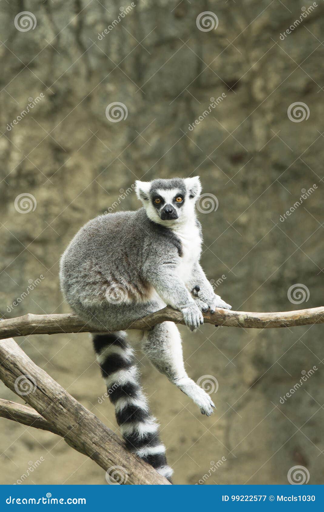 Ring tailed lemur in zoo stock image. Image of sitting - 99222577