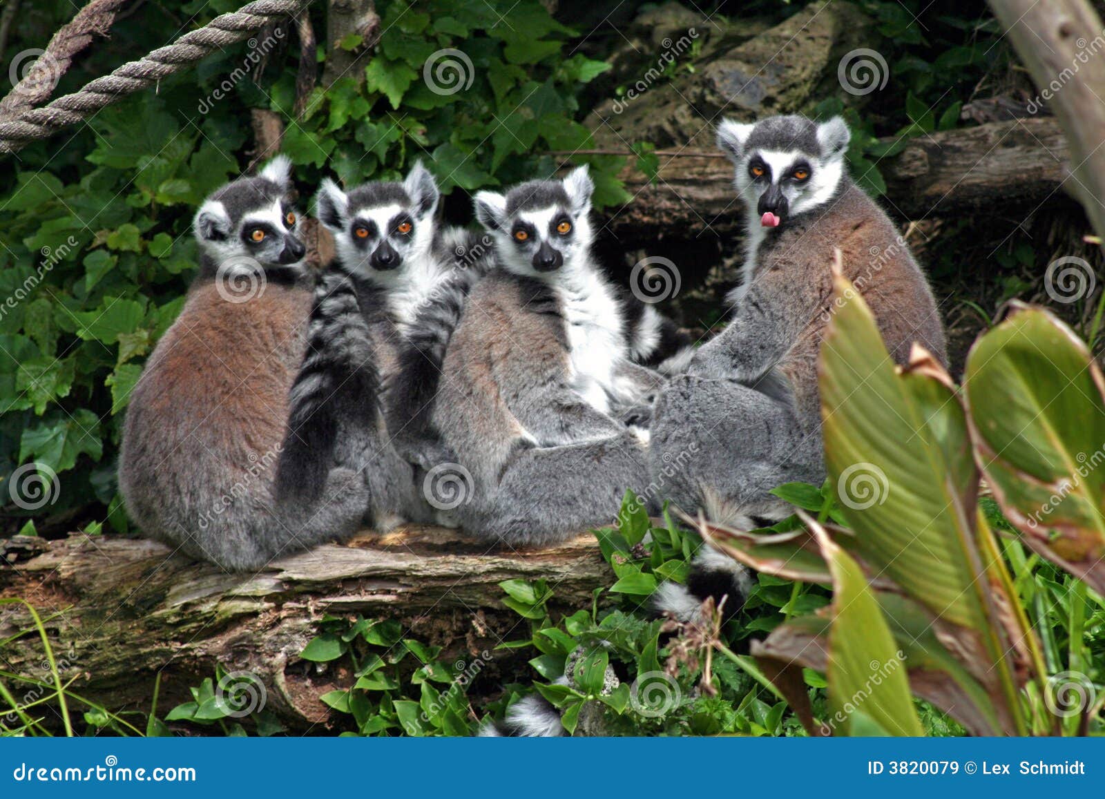 Ring tailed Lemurs stock image. Image of ring, zealand - 3820079