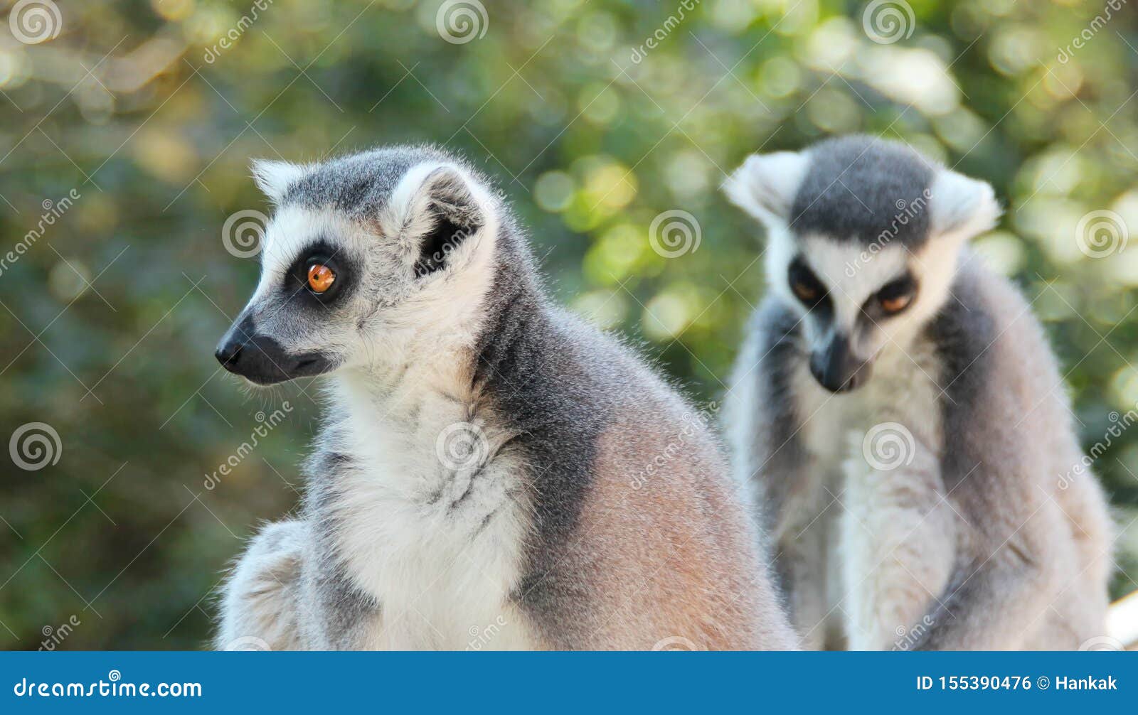 Ring Tailed Lemurs on Branch of Tree Stock Photo - Image of catta ...